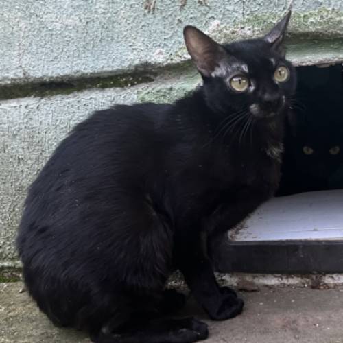 Puska - Gata Hembra - Patio - Nº Registro 227/25 | Mostoles Adopta